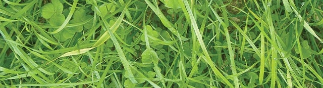 Engineered Soil Media™ (ESM™) | Profile EVS